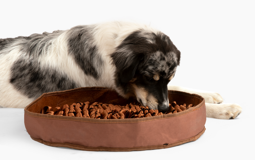 Stimulating Feeder Mat For Dogs - Relieve Anxiety and Stress | Reggie