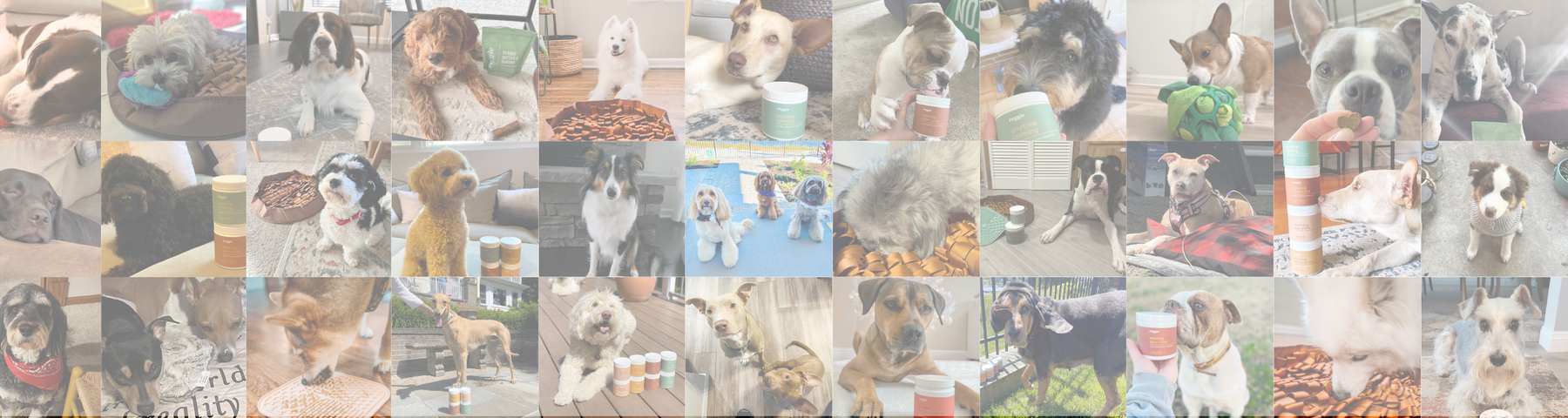 About Reggie – Holistic Dog Wellness & Supplements | Reggie