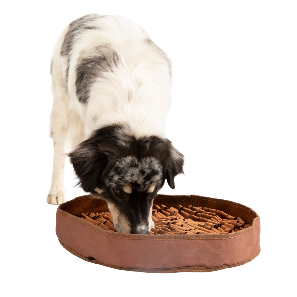 Stimulating Feeder Mat – Slow Feeding & Enrichment Tool | Reggie